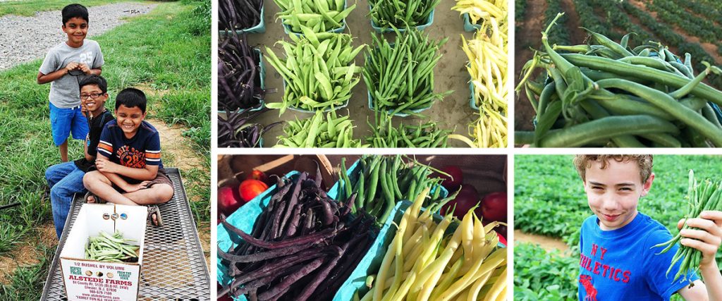 Beans | Alstede Farms | NJ