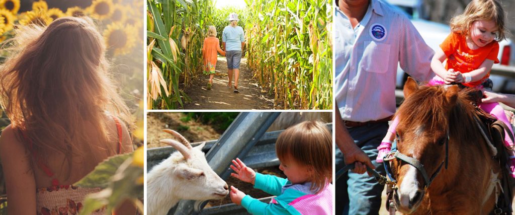 Farm Events | Alstede Farms | NJ