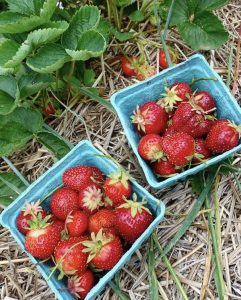 Home | Alstede Farms | NJ