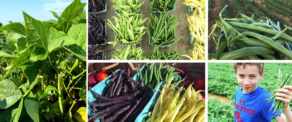 Beans | Alstede Farms | NJ