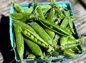 Home | Alstede Farms | NJ