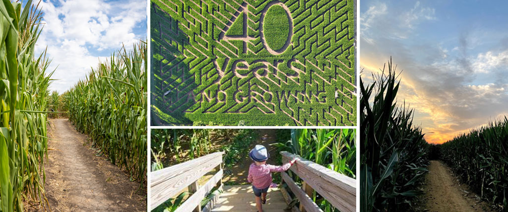 Mazes | Alstede Farms | NJ