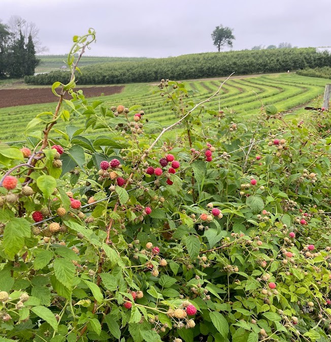 Trellising Brambles | Alstede Farms | NJ