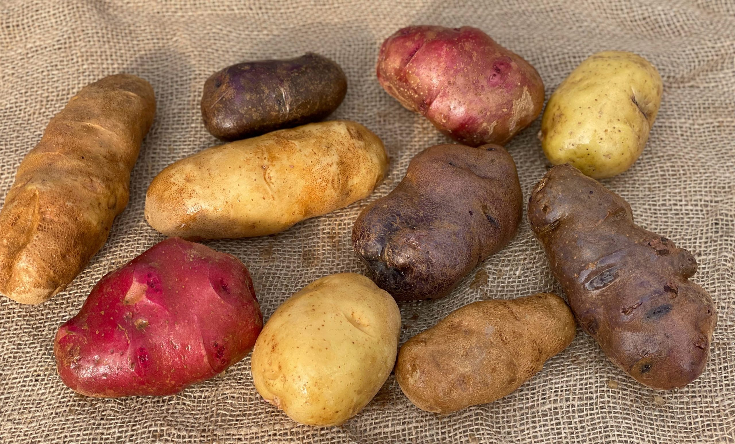 Spud-tacular Food | Alstede Farms | NJ