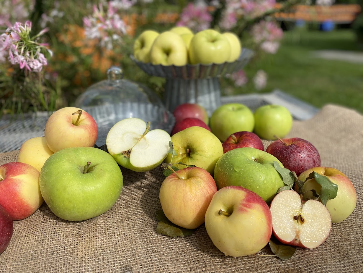 Celebrating Apple & Fall Season | Alstede Farms | NJ