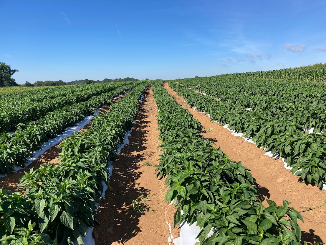 Growing Healthy Soil | Alstede Farms | NJ