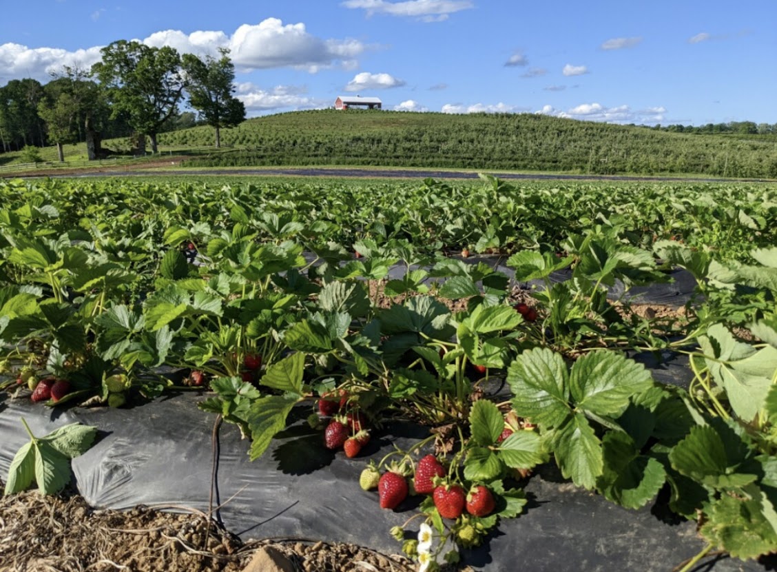 An Experience for all Senses | Alstede Farms | NJ