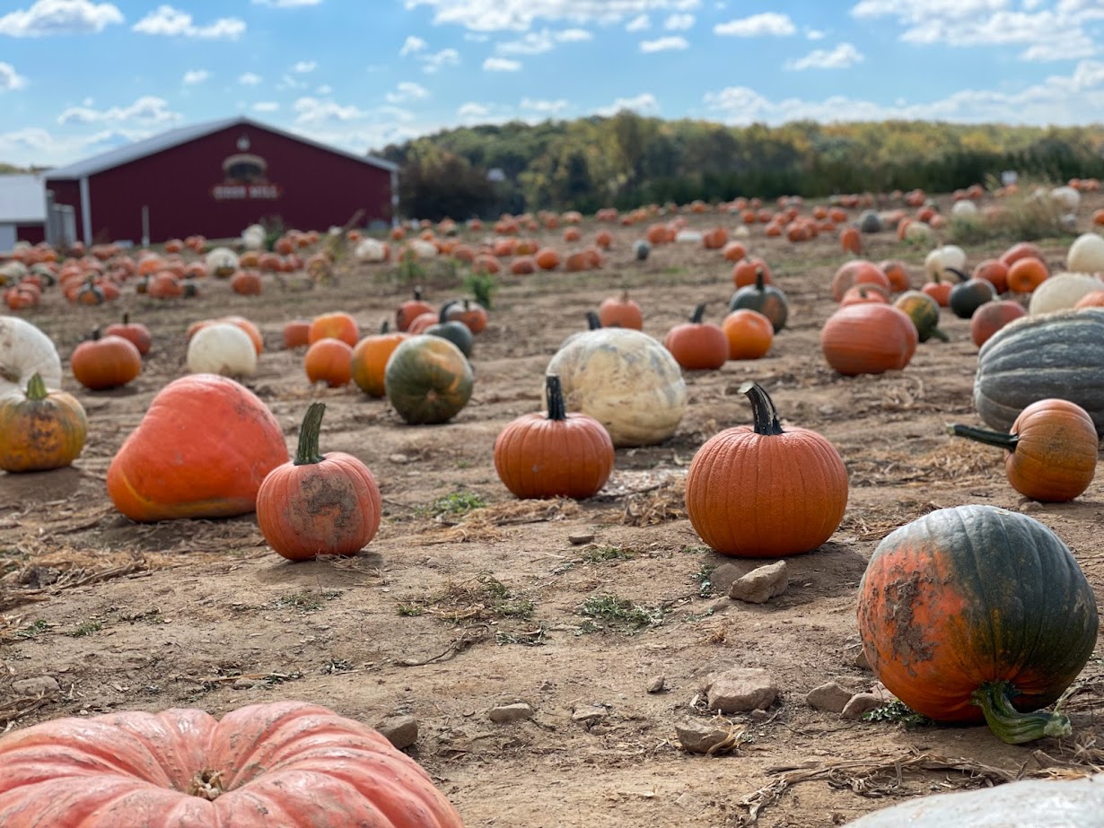 How to Navigate Fall Fun This Season | Alstede Farms | NJ