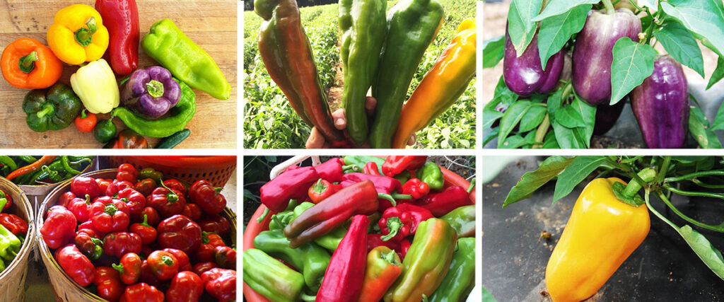 Spice it Up with Peppers! | Alstede Farms | NJ