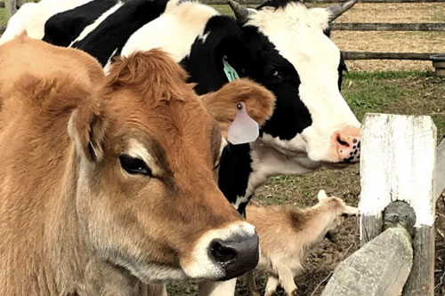 Your Winter Visit | Alstede Farms | NJ