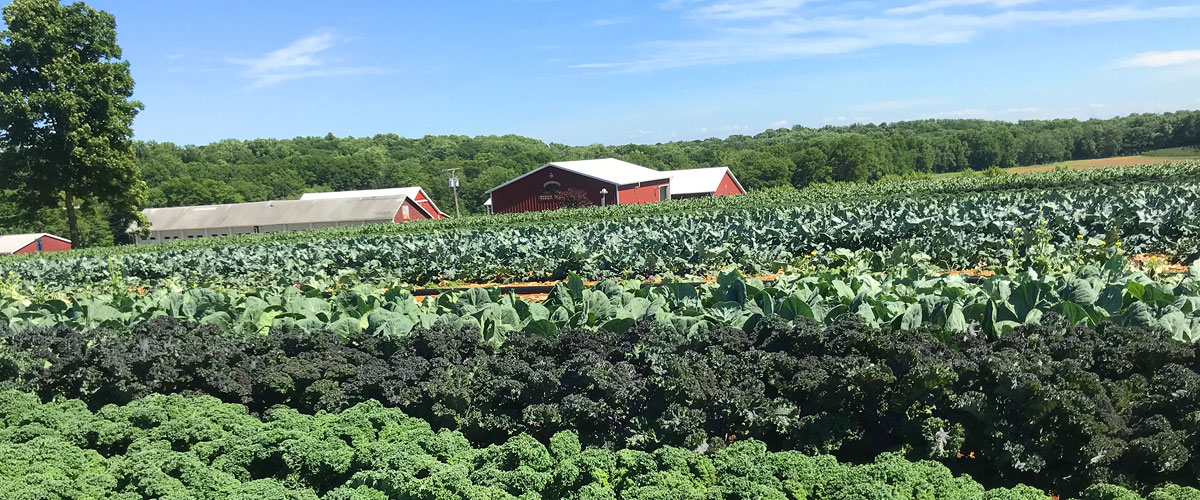 Fresh from the fields, every day | Alstede Farms | NJ