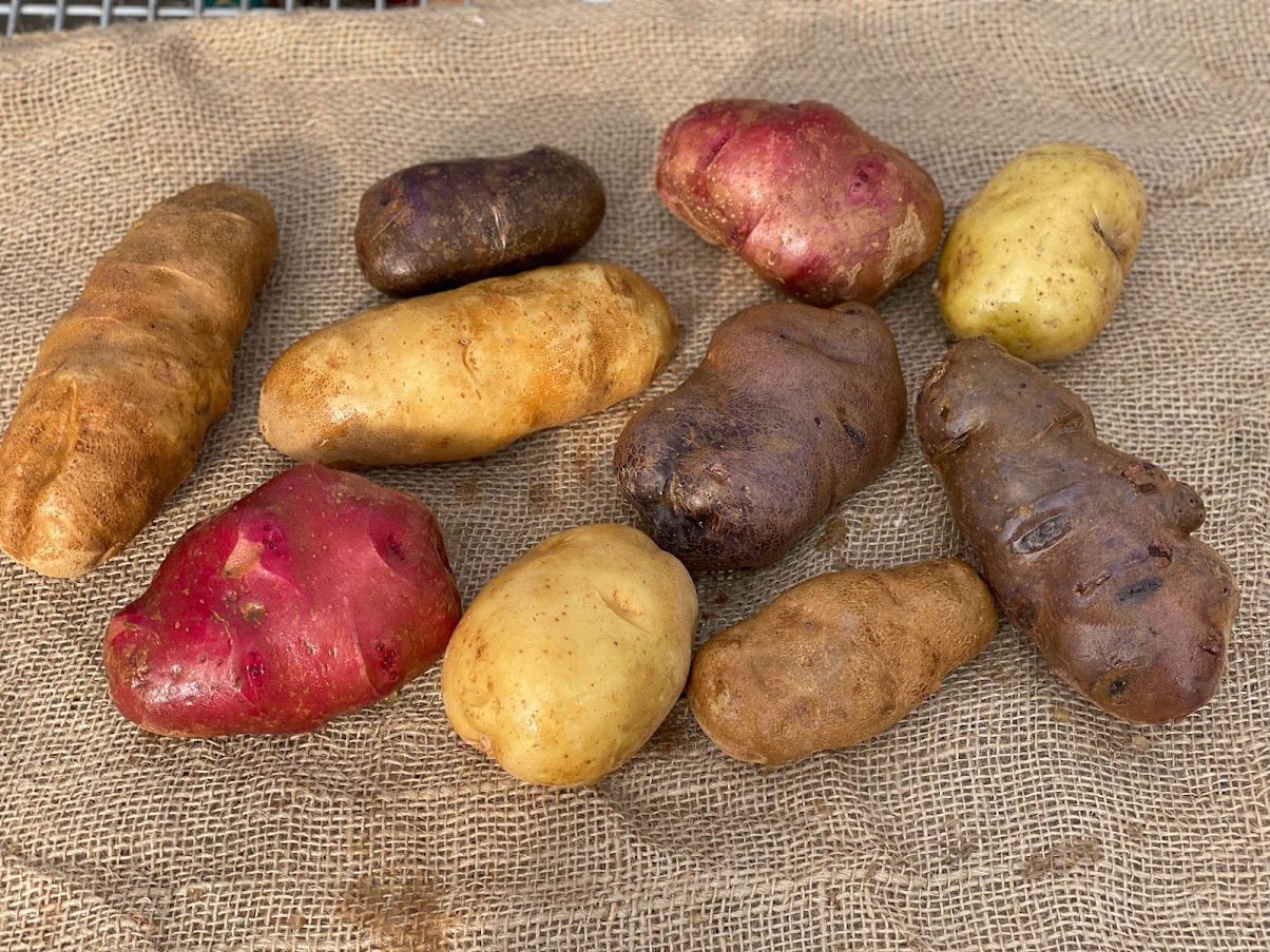 Best Spuddies | Alstede Farms | NJ