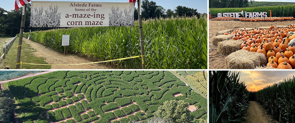 Farm Corn Maze